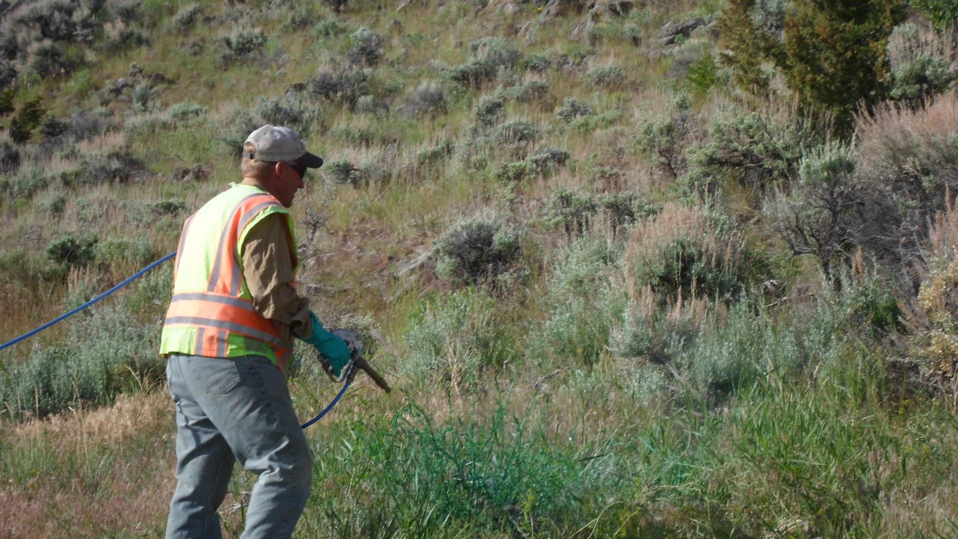 How to Control Invasive Plants | Rangelands Gateway