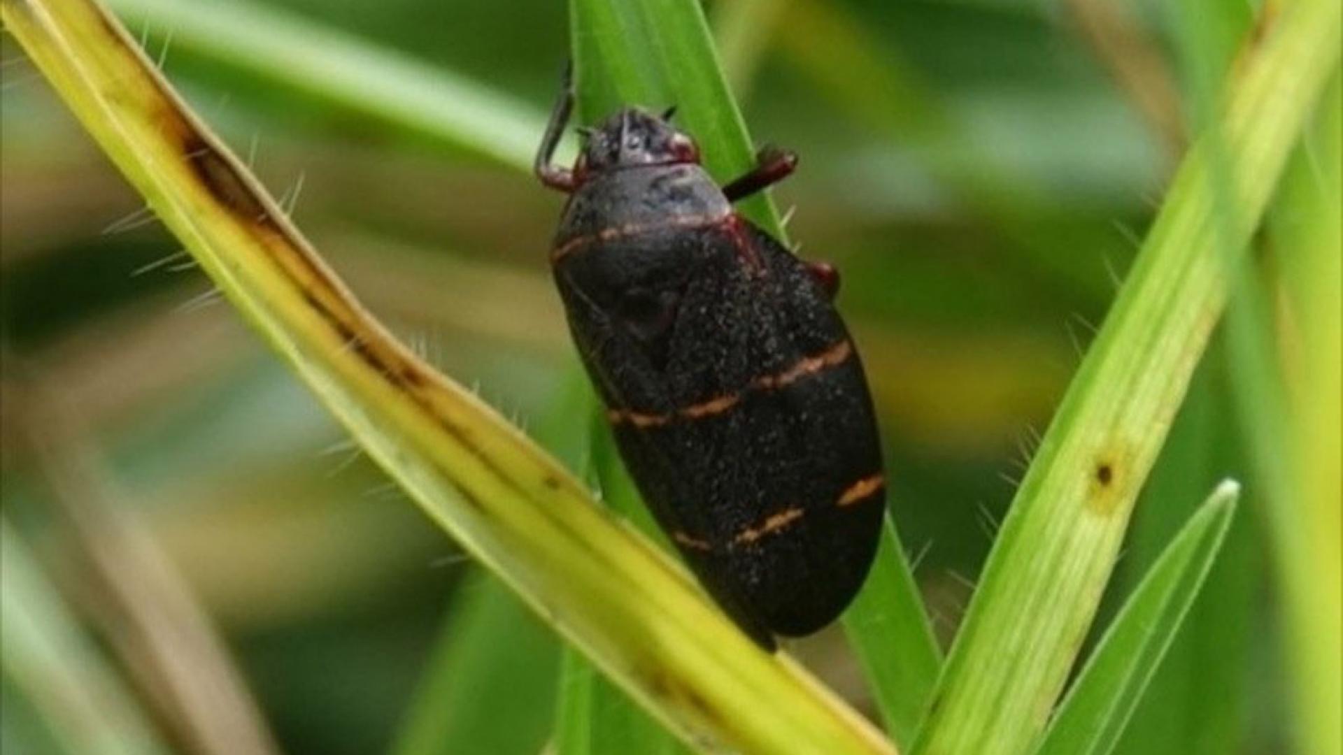 Twolined Spittlebug | Rangelands Gateway